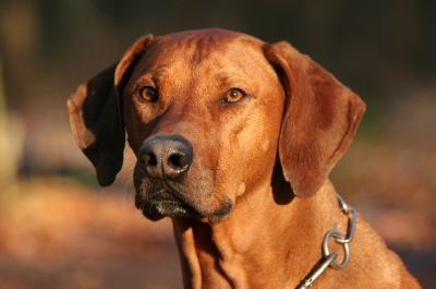 Rhodesian_Ridgeback_Face