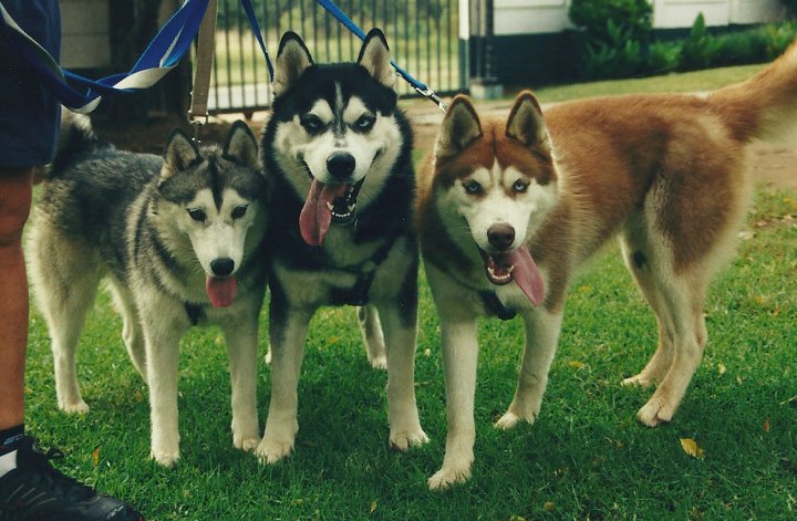Husky Romi Rescue and Wolf Sanctuary