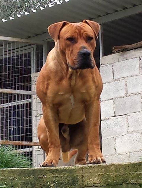 Boerboel Veiligplek Crespo at just over 14 months old