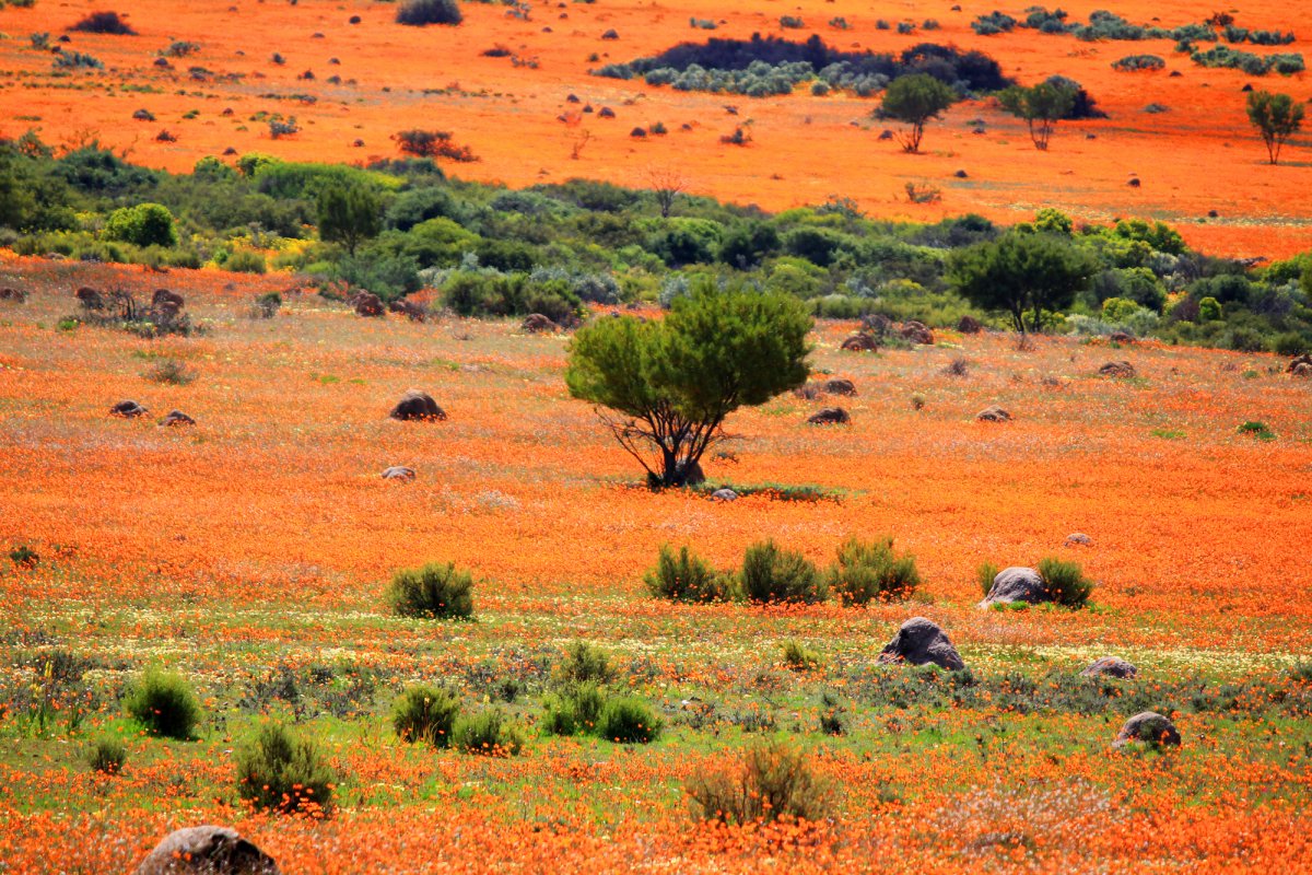 every-spring-namaqualand-an-arid-region-of-namibia-and-south-africa ...