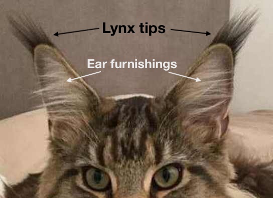 BookStudyDigest: [New post] Lynx Tips, Ear Furnishings, and Henry’s Pocket